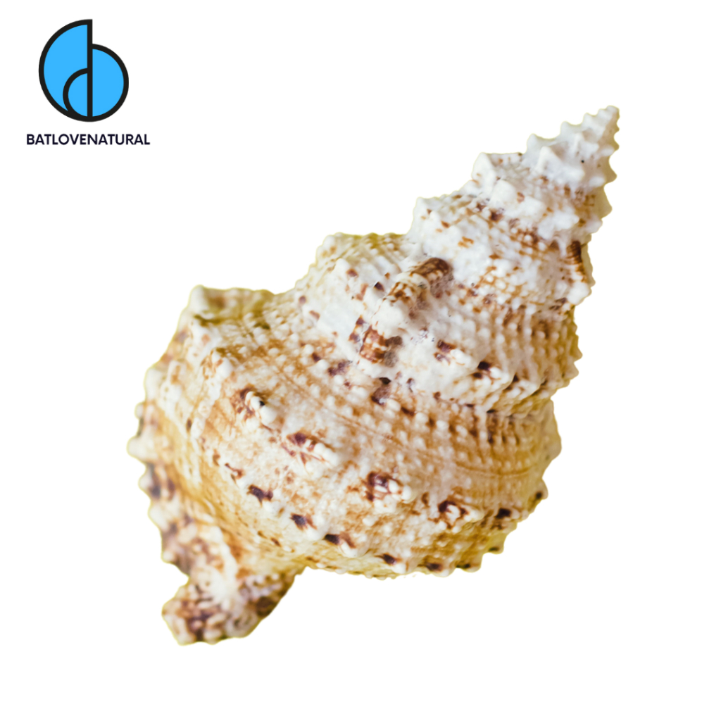 Giant Conch and Thorn Snail Shells (Tutufa Rubeta) - Decorative snail ...