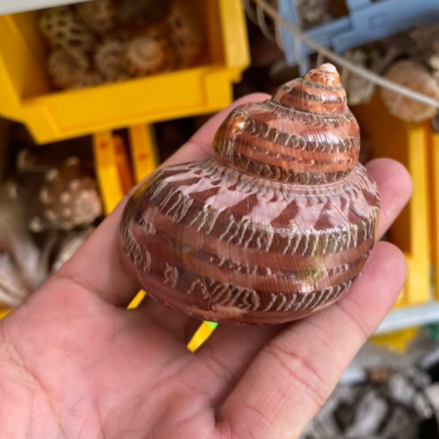Large decorative RED Snail Shells, shells for timid snails, hermit ...
