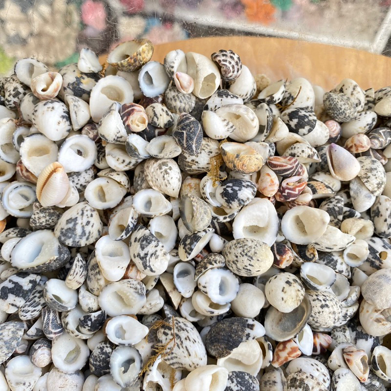 Snail Shells Decorative MINI HORSES, shells for timid snails, hermit ...