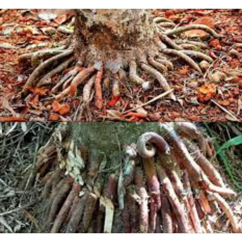 Fresh areca roots, Tan lang roots, lang roots 1kg | Shopee Malaysia