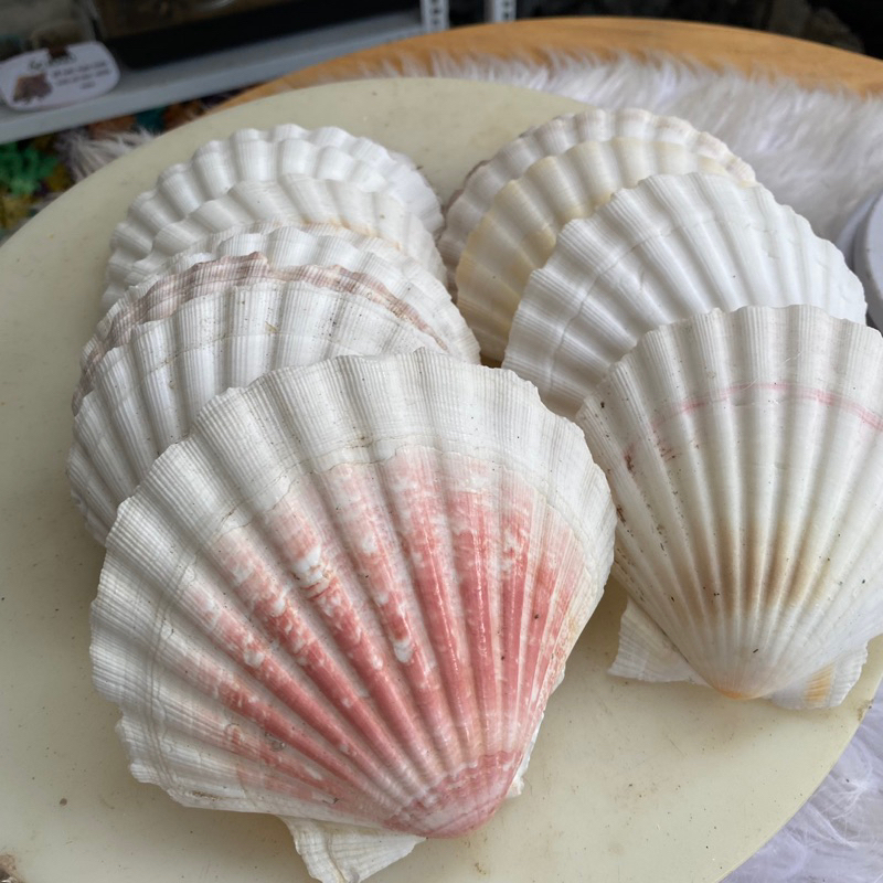LARGE decorative SCALE SHELLS, shells for timid snails, hermit crabs ...