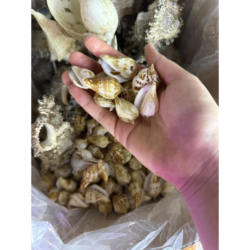 Selected Large Mouth Snail Shells - Mixed Snail Shells of All Kinds for ...