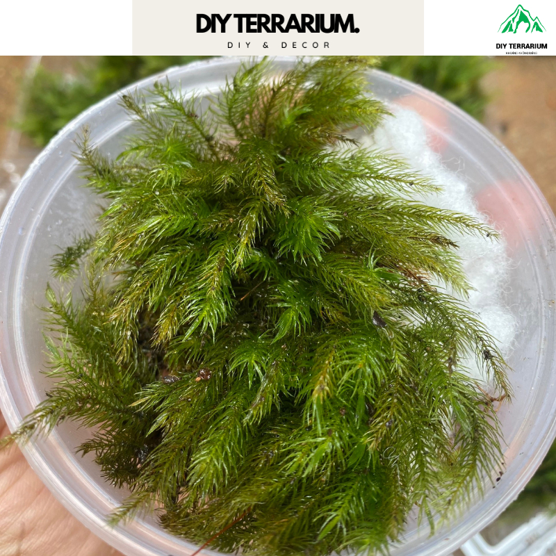 Moss Tail (Spiny Moss) Decor Terrarium Decoration - Box Of 500ml ...