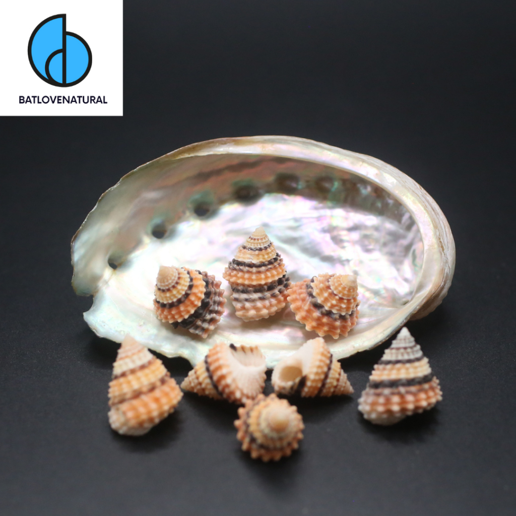 Tectarius Coronatus snail shell - Hermit crab shell - Decorative snail ...