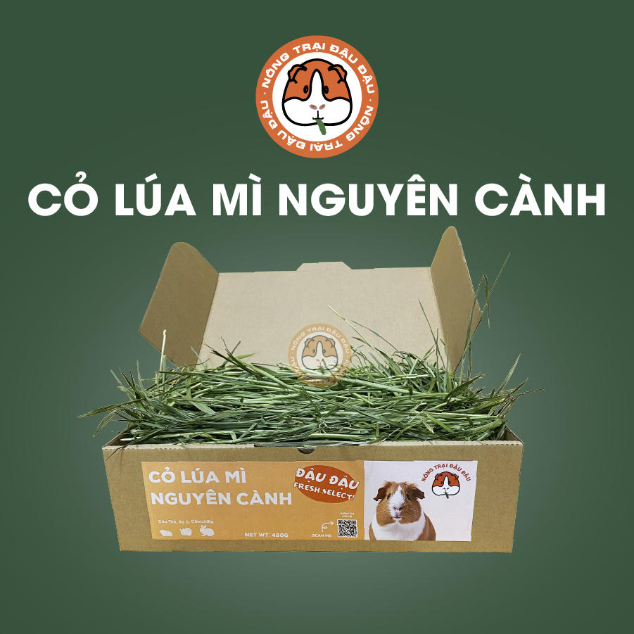 Wheat Grass For Rabbits, Chubby Bugs, Whole Branches Chinchilla Rich In ...