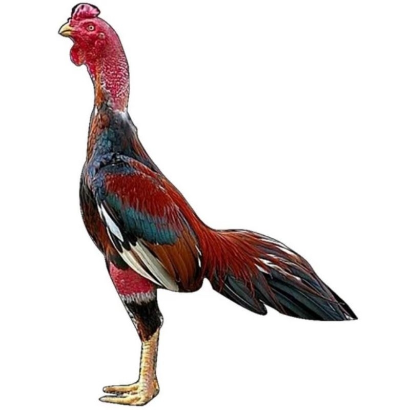 3d stuffed animal chickens for fighting chickens - EXERCISE CHICKENS ...