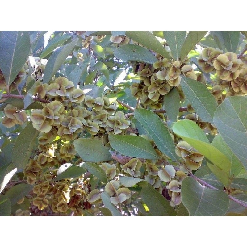 1kg Fresh Tram Bau tree stems and leaves (Sang millet, Stewed gourds ...