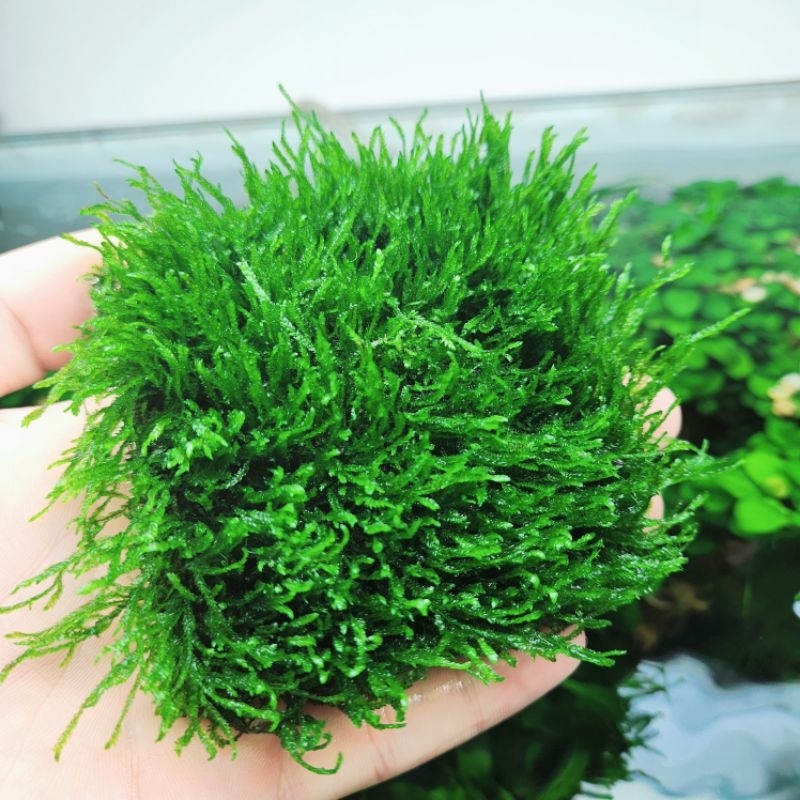 Flame Moss, Aquatic Fire Moss, Beautiful Green Moss Easy To Care For (1 ...