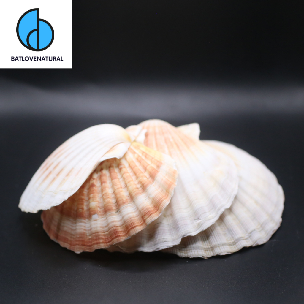 Giant Japanese Scallop Shells - Decorative seashells in many sizes ...