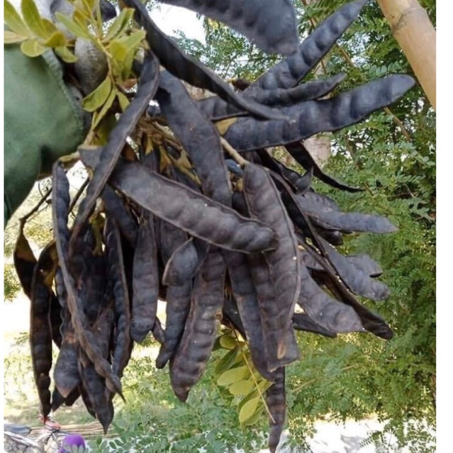 Dried locust 500g (clean locust, naturally dried, does not use pests ...