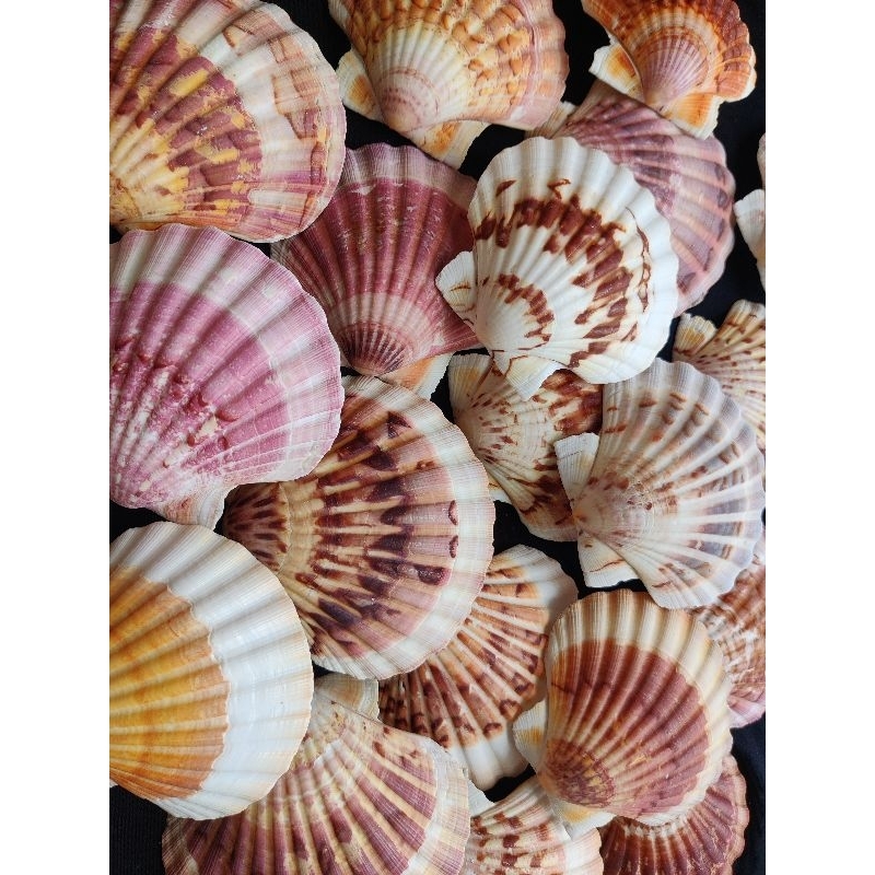 1 Japanese Scallop Shell - size 8-10cm, Thick Type, Natural Beautiful ...