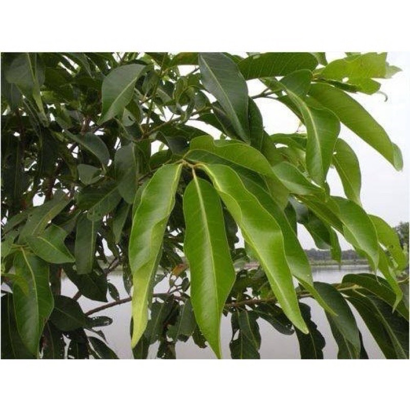 Home's fresh guava leaves (bundle of 300g branches) | Shopee Malaysia