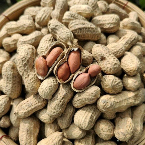 Peanuts in shell, 1 kg of dried peanuts with intact shell | Shopee Malaysia
