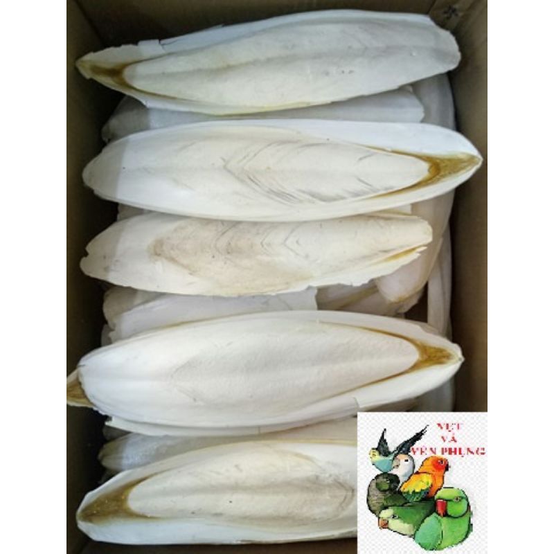 1 whole squid spoke, no preservatives, used as a calcium supplement to ...