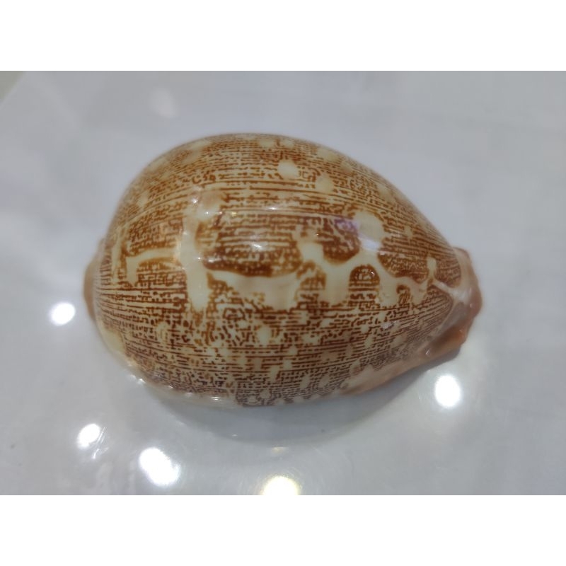 Map ceramic snails - beautiful shells - decorative and collectible ...