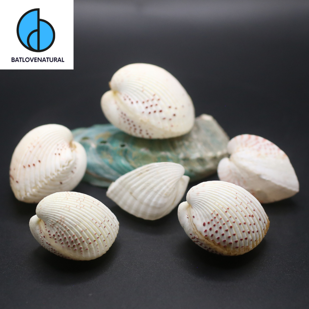 Heart Shells - Shell Shells Decorated With Many Sizes - Beautiful ...