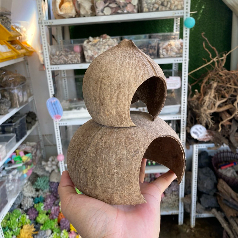 SIMPLE COCONUT TREE Shelter for hermit crabs, timid snails, wild crabs ...