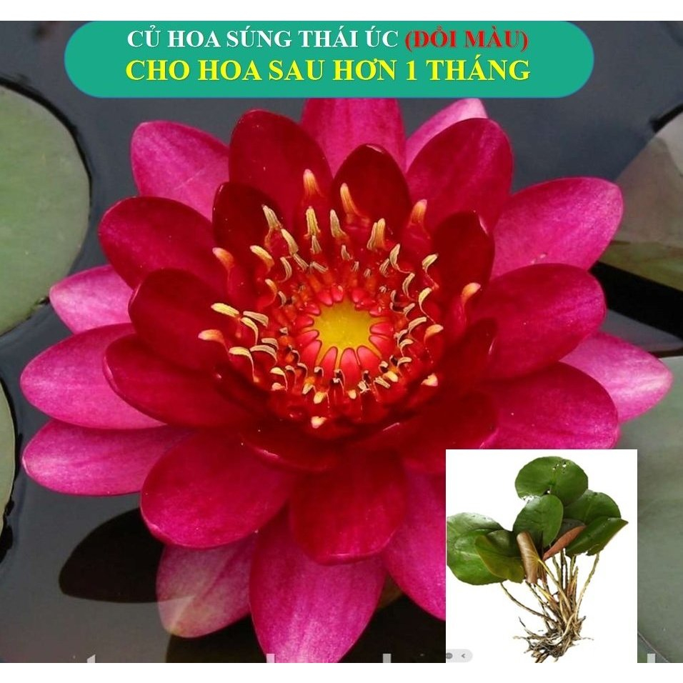 Seeds or Australian Water Lily Plants change color Wanvisa | Shopee ...