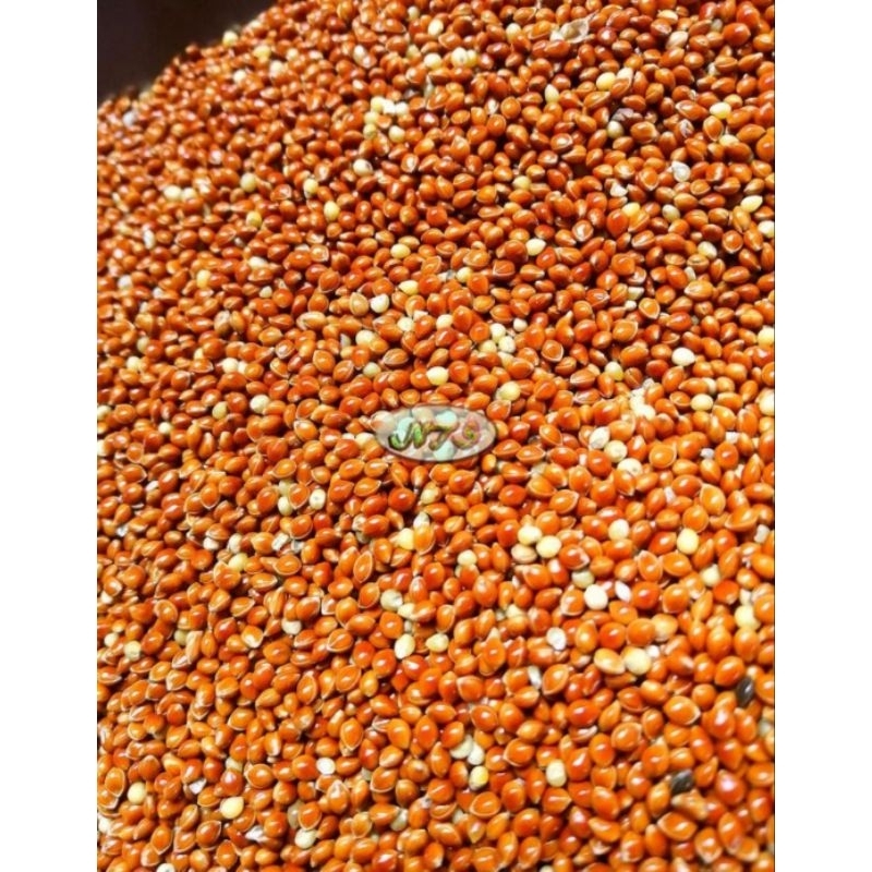 Large Red Millets Used As Mixed Seeds For Bird'S Nest, Parrots, Pigeons ...