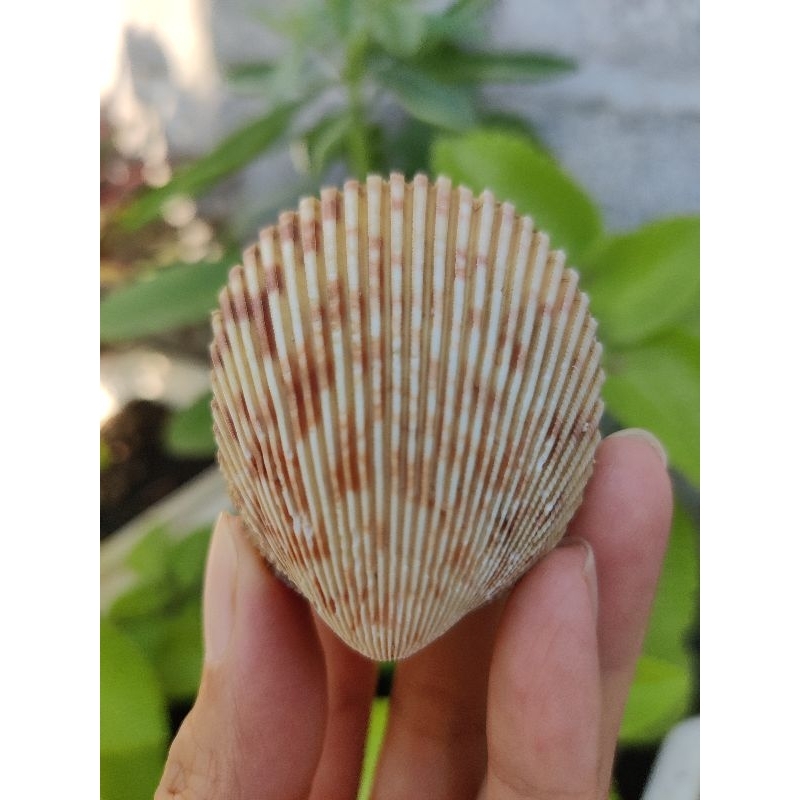 Set of 2 poplar shells of the same size - collectible and decorative ...