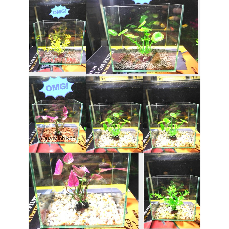 Desktop fish tank mini fish tank, Betta, guppy 151015 Vietnamese ...