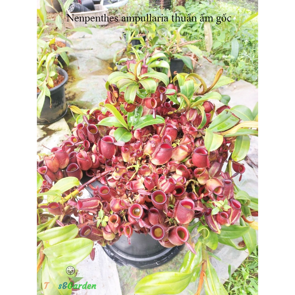 Nepenthes Ampullaria Pot for Root Kettle Ampu Kettle Lid Pure Plants ...
