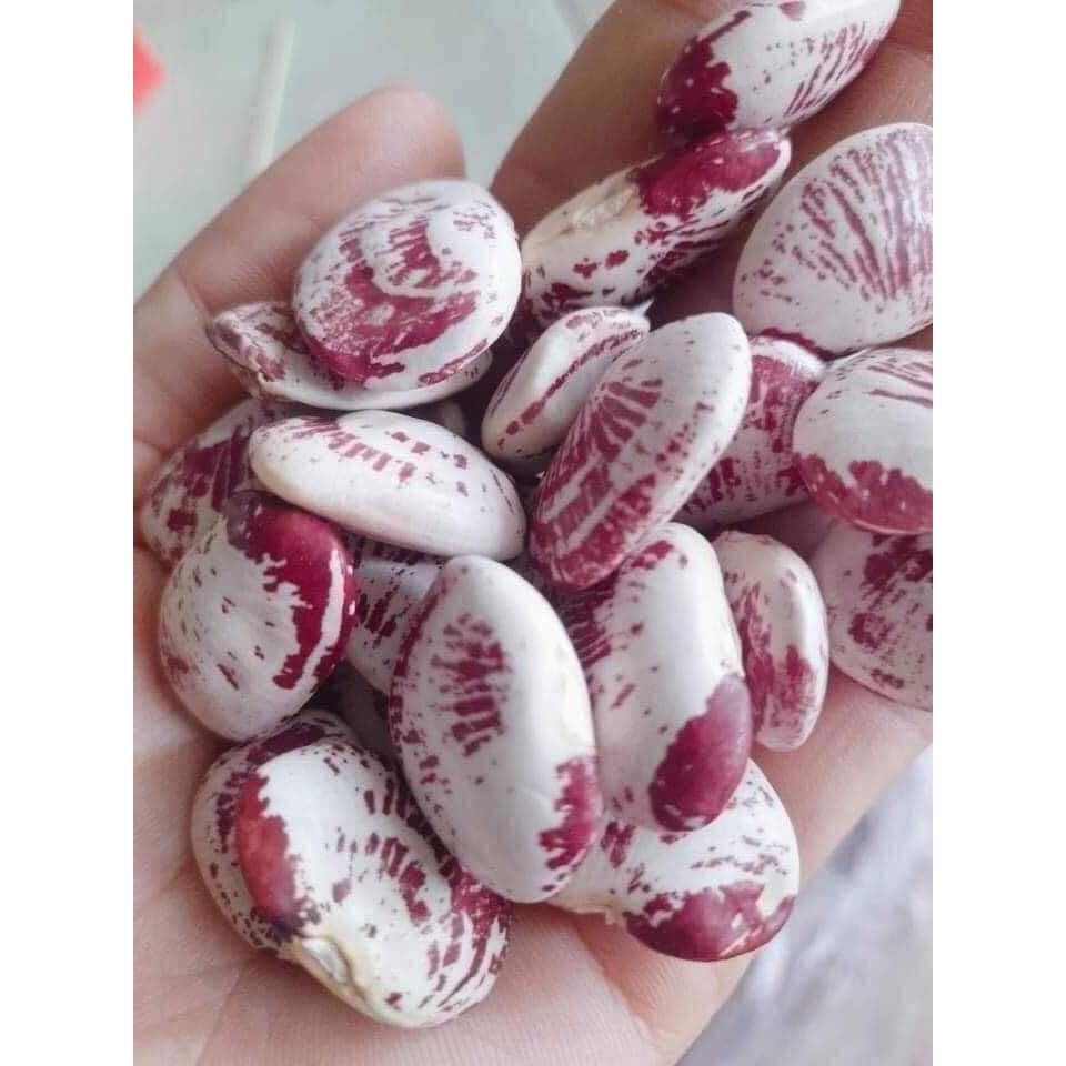 Da Lat dried royal beans/Lima beans/butter beans/peas - Organic beans ...