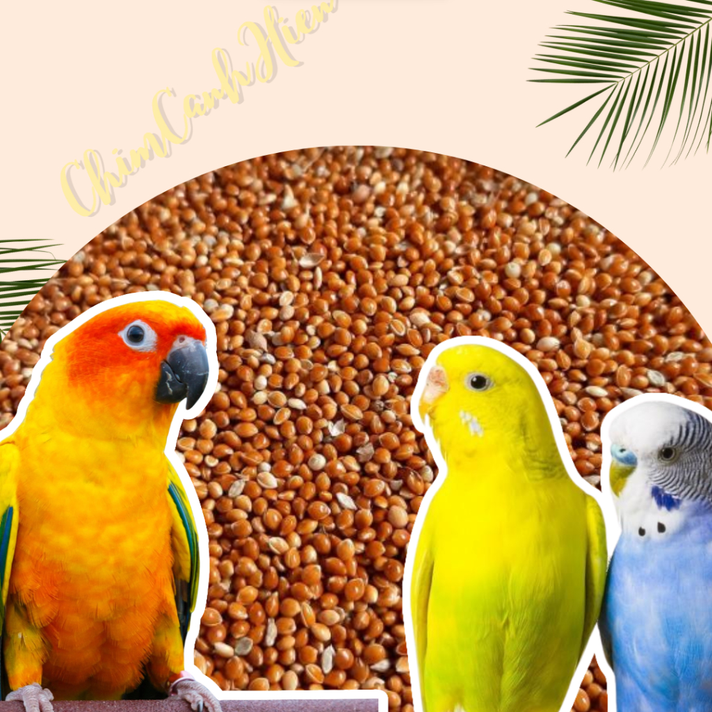 1kg Nutritious Small and Large Grain Millet Food for Ornamental Birds ...