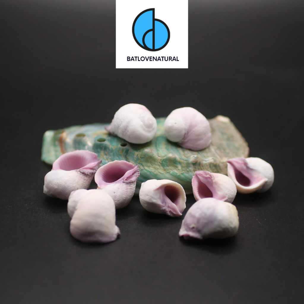 Coralliophila Violacea Shell- Shell Borrowed Soul - Decorative Screw ...