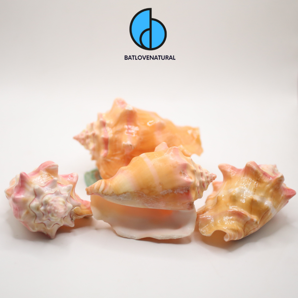 Natural Pink Shell Conch Coral Sea Snail - Decorative Snail shells in ...