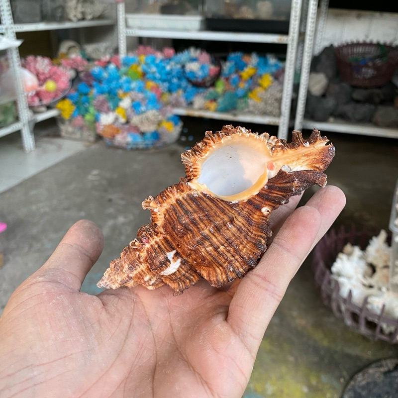 Decorative BLACK Snail Shells, shells for timid snails, hermit crabs ...