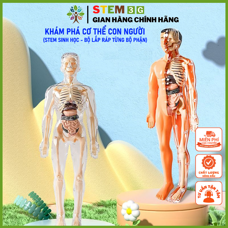 [Biological Stamp] Assemble The Model Of Human Body Parts. Educational ...
