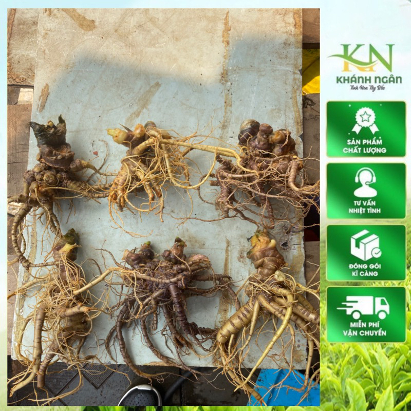 North Tam Ventricle size 6 Bulbs 1 kg (Old Roots, Light, Fragrant ...