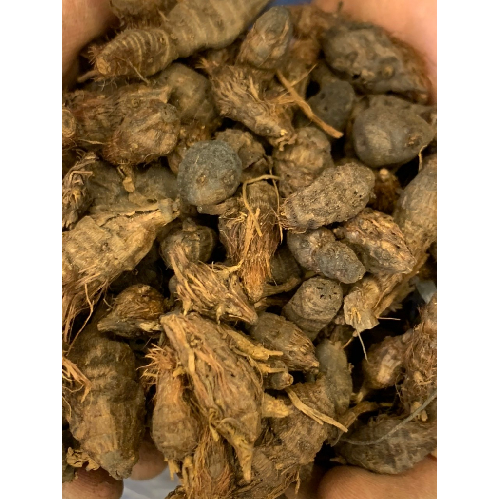 1kg Dried Extra Flavor (Prepared Train Bear Root) | Shopee Malaysia