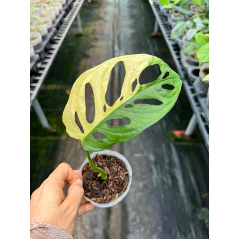 Soft pot node adansonii var aurea giant | Shopee Malaysia