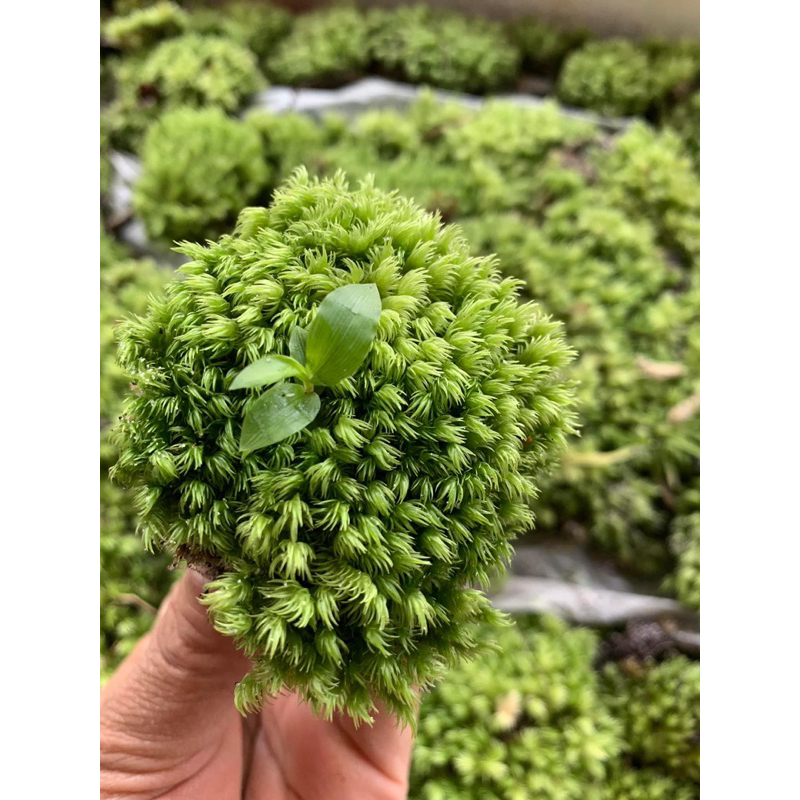 Beautiful cushion moss (green head) for semi-terrain decoration, making ...