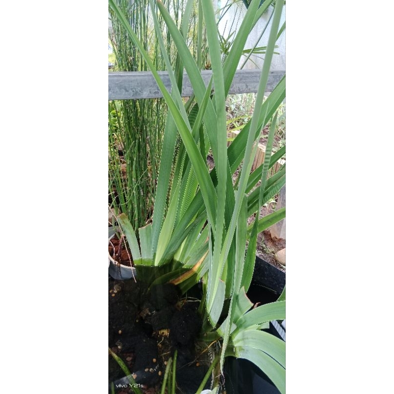 N&t - semi-terrestrial iris (1 bare root stem, cut leaves) | Shopee ...
