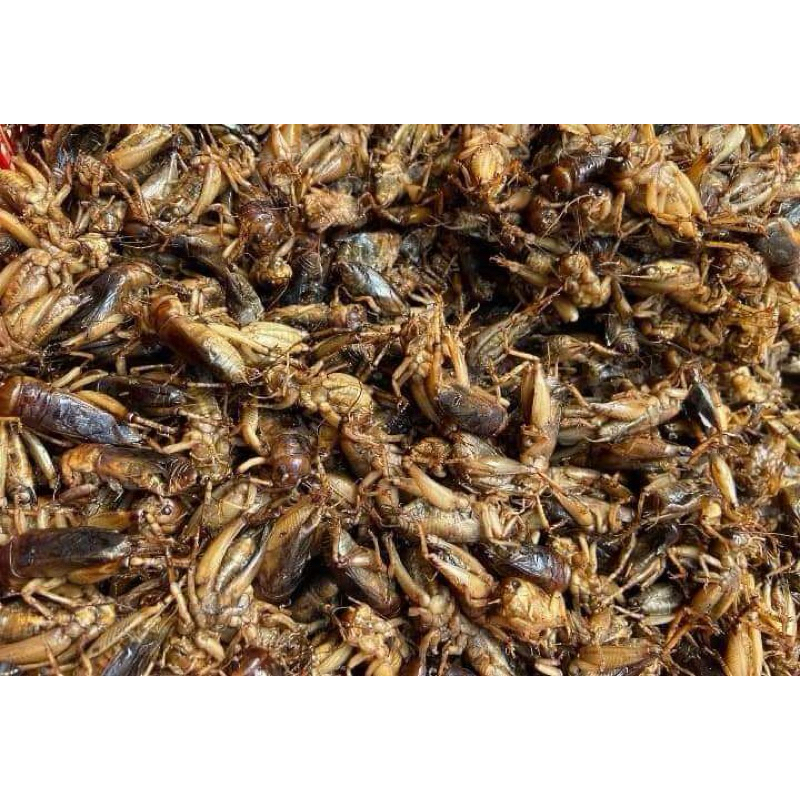 Dried Yellow Thai Crickets For PEt - 100G Bag | Shopee Malaysia