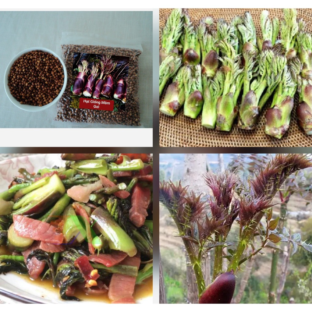 Prickly Sprouts - King of Vegetables | Shopee Malaysia