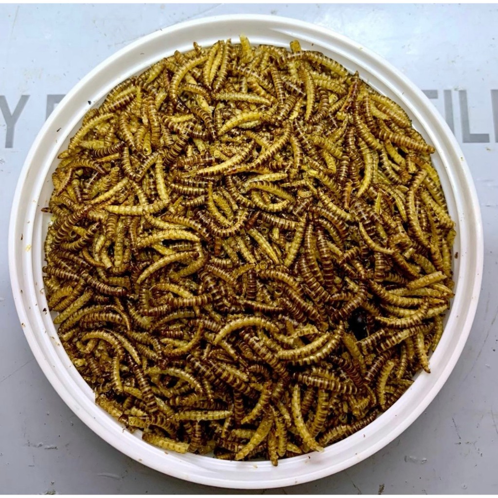 Highly Nutritious Dried Rice Worms - Mini Ornamental Snakehead Fish ...