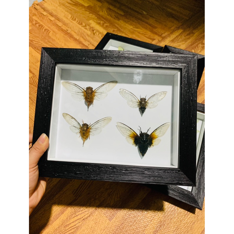Insect specimen framed as shown | Shopee Malaysia