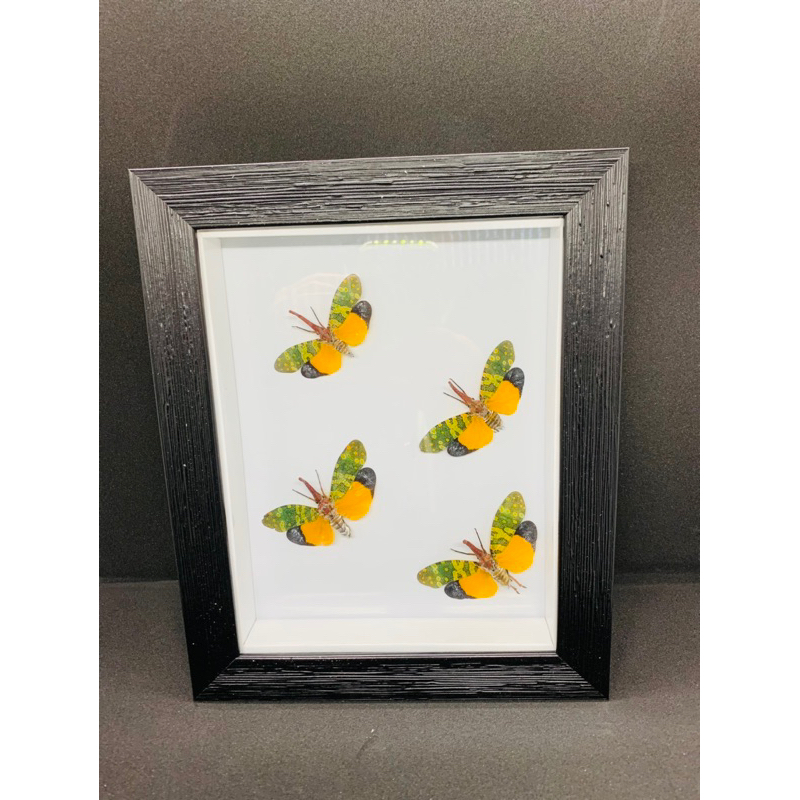 Insect specimen framed sample as shown | Shopee Malaysia