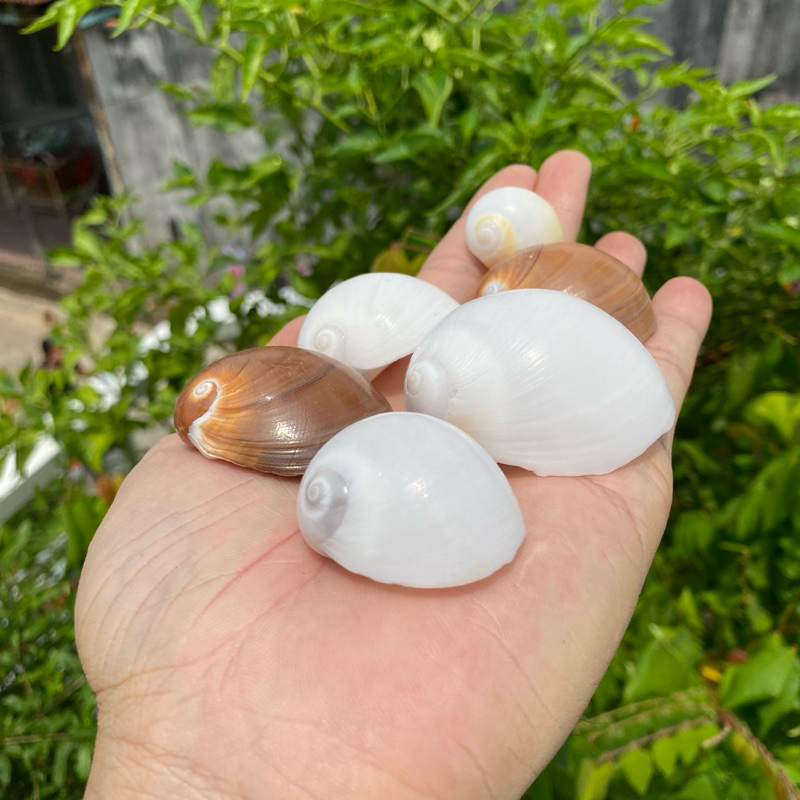 Decorative WHITE, THICK BROWN FAT Snail Shells, shells for timid snails ...
