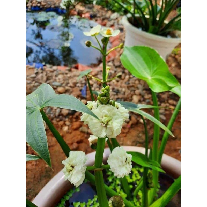 N&T - Semi-terrain jasmine double daffodil (bare root) | Shopee Malaysia