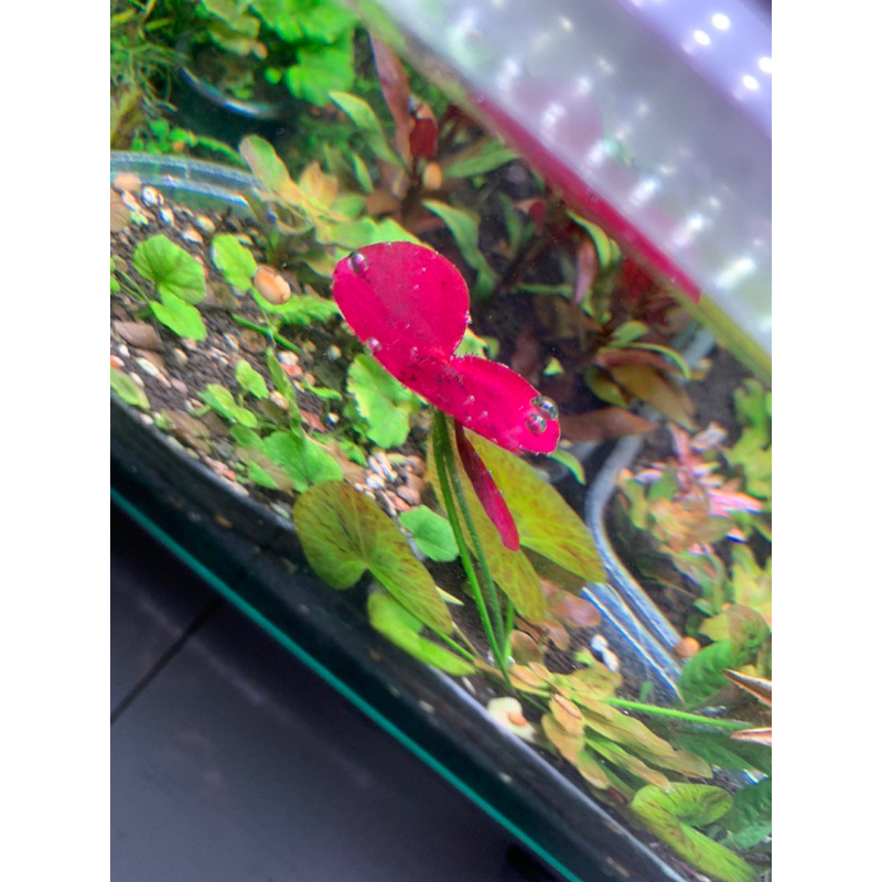 Lotus peru ada | Shopee Malaysia