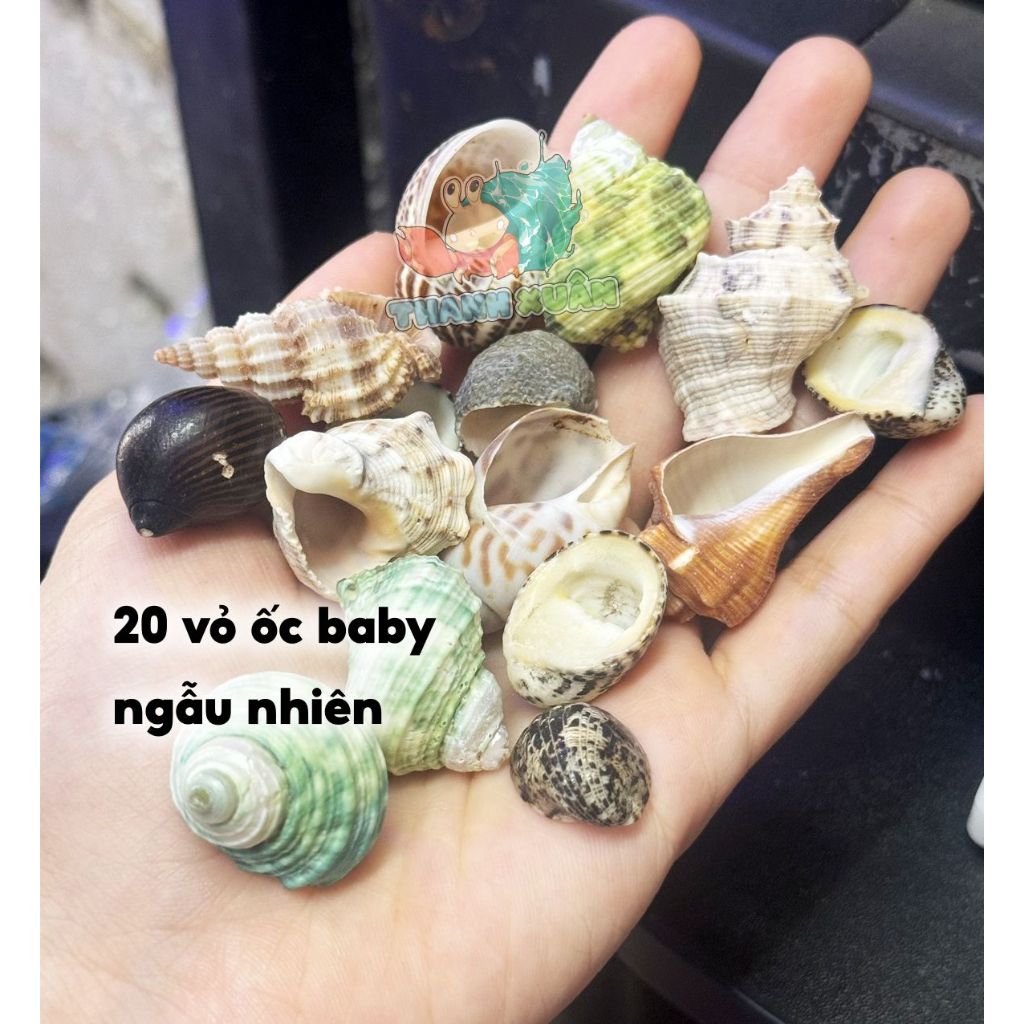 20 colored baby snail shells and random delivery aquarium decoration ...