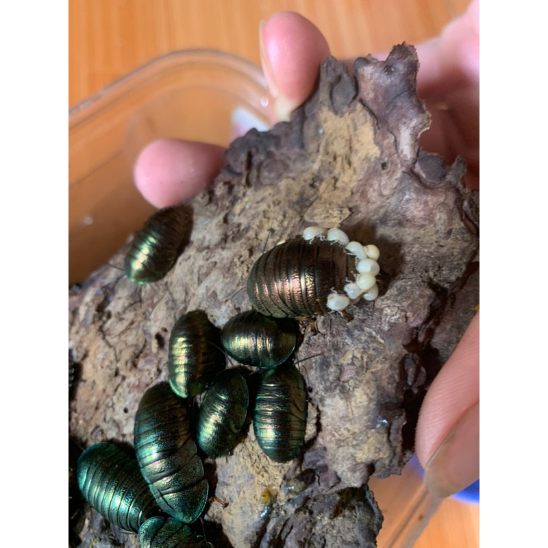 Emerald Cockroach (Pseudoglomeris magnifica) | Shopee Malaysia