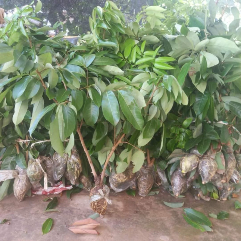 Extracted lychee branches (pink lychees, egg lychees, flat-seeded ...