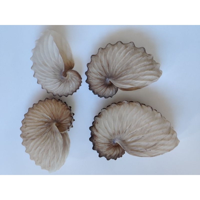 Real Brown Paper Nautilus, collectible and decorative | Shopee Malaysia