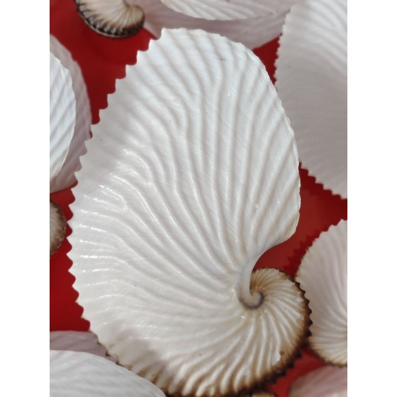 Paper Nautilus shell - Paper shell Collectible Snail shell | Shopee ...